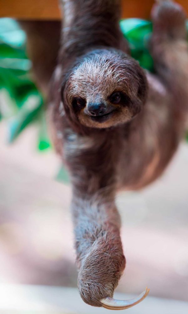 International Sloth Day - Google for Creators